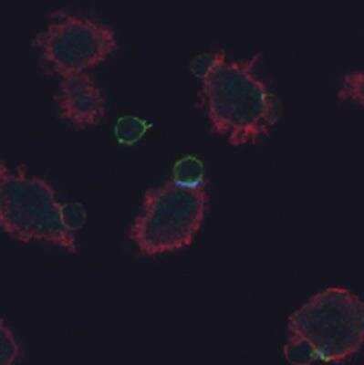 CD3 zeta Antibodies: Novus Biologicals